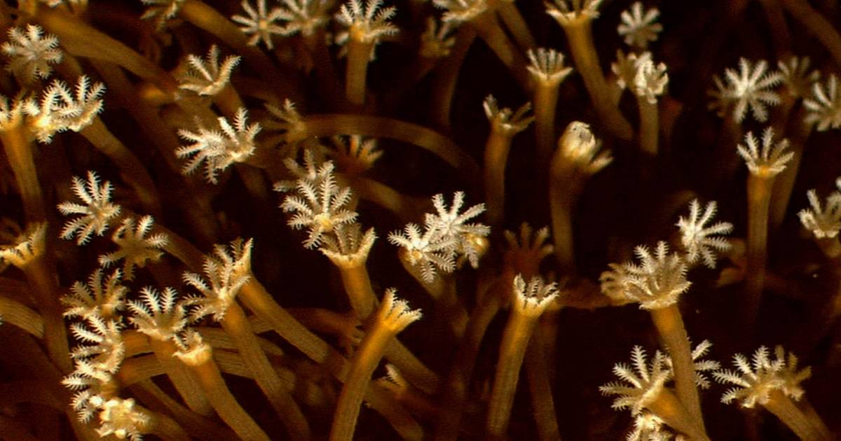 Coral: Rekindling Venus – Holland Festival